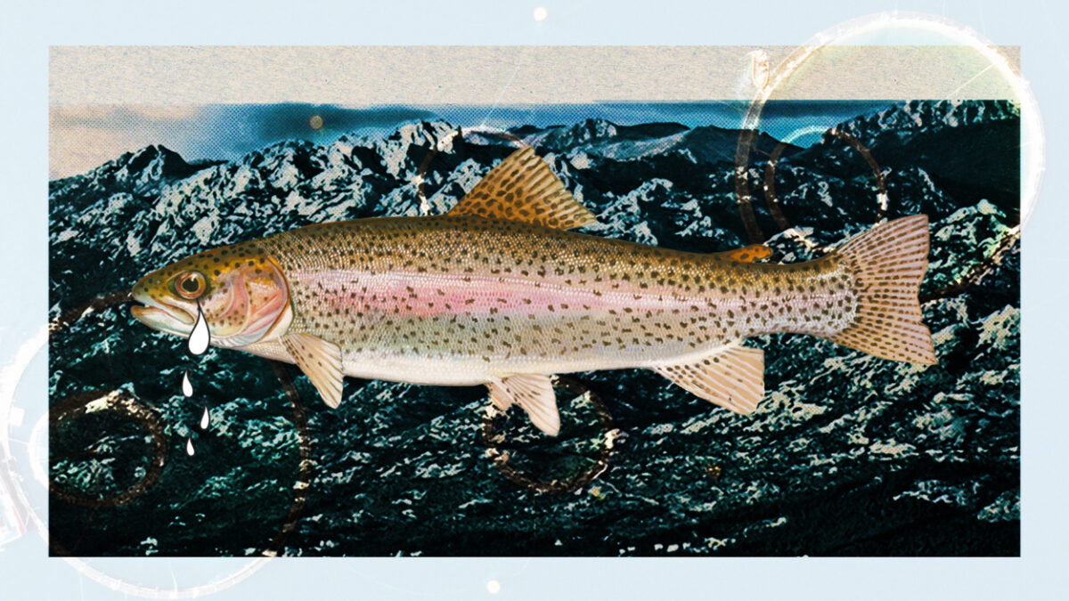 Kalifornijske pastrve i losos u Velebitskom kanalu: Megalomanski ...