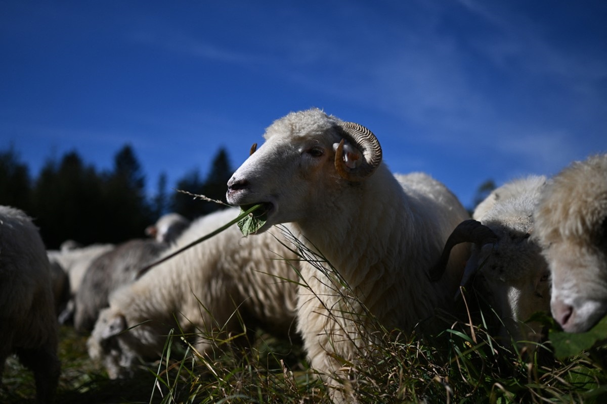 Veterinari tvrde da snimka prikazuje ugibanje ovaca prije cijepljenja ...